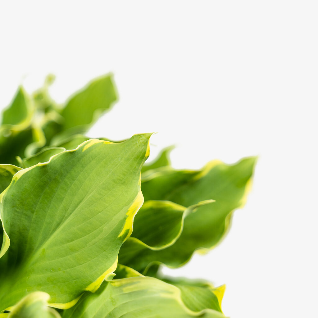 Wheee! Hosta For Sale Online | The Tree Center
