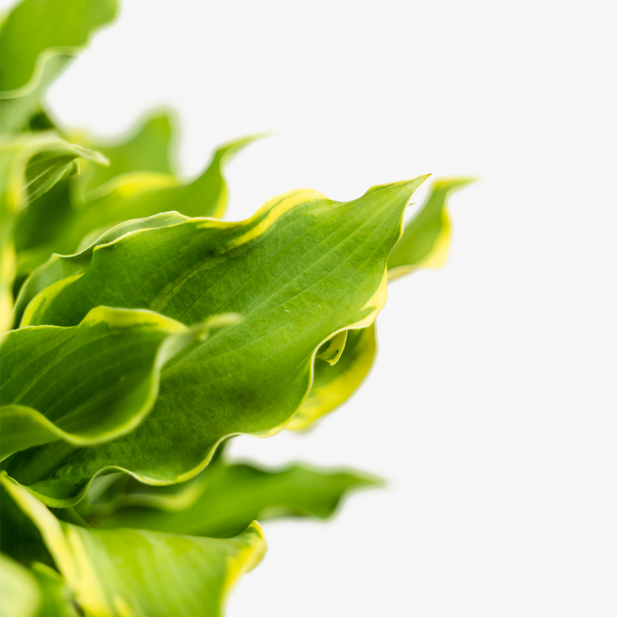 Wheee! Hosta For Sale Online | The Tree Center