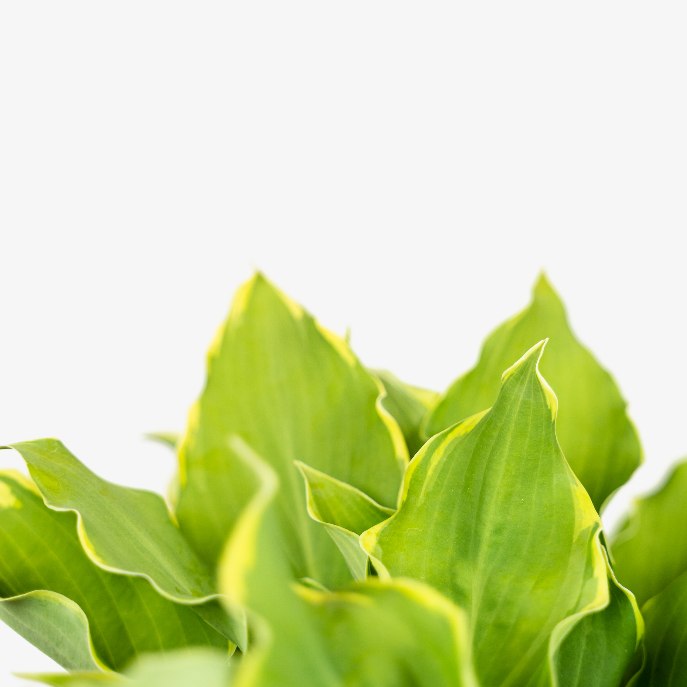 Wheee! Hosta For Sale Online | The Tree Center