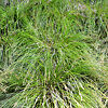 White Tinged Sedge For Sale Online | The Tree Center