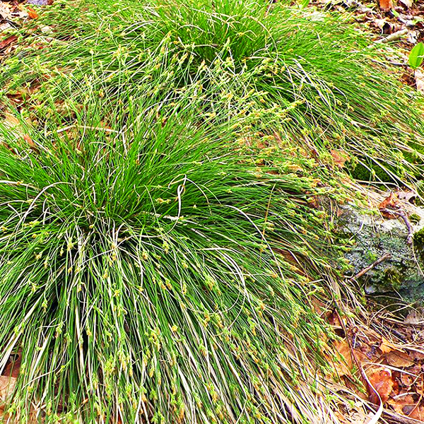 White Tinged Sedge For Sale Online | The Tree Center