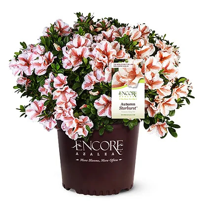 Autumn Starburst Encore Azalea For Sale Online | The Tree Center