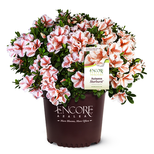 Autumn Starburst Encore Azalea For Sale Online | The Tree Center