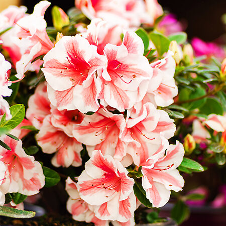 Autumn Starburst Encore Azalea For Sale Online | The Tree Center