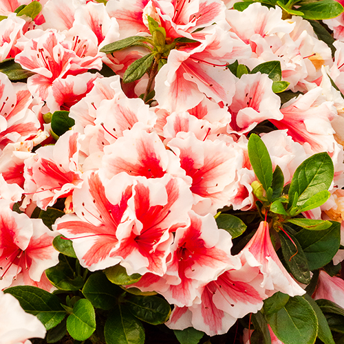 Autumn Starburst Encore Azalea For Sale Online | The Tree Center