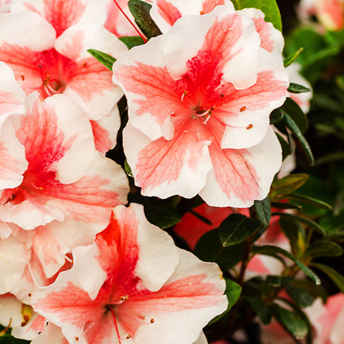 Autumn Starburst Encore Azalea For Sale Online | The Tree Center