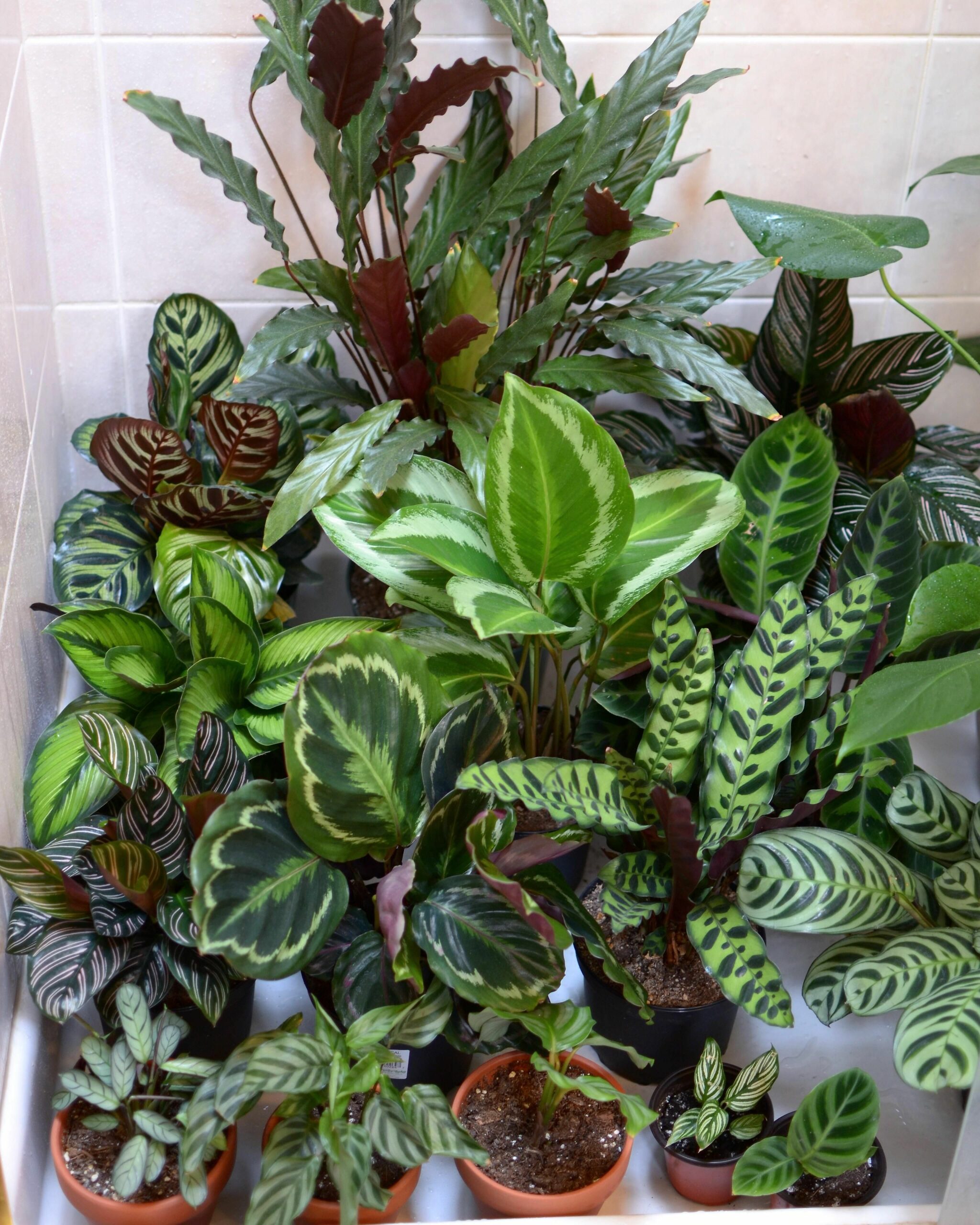 Grow Exciting Prayer Plants – Calathea | The Tree Center™