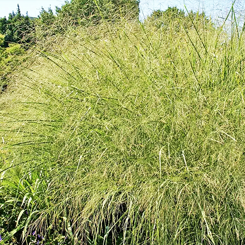 Cloud Nine Switchgrass For Sale Online | The Tree Center