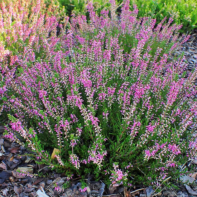 Heather Plant For Sale Online | The Tree Center