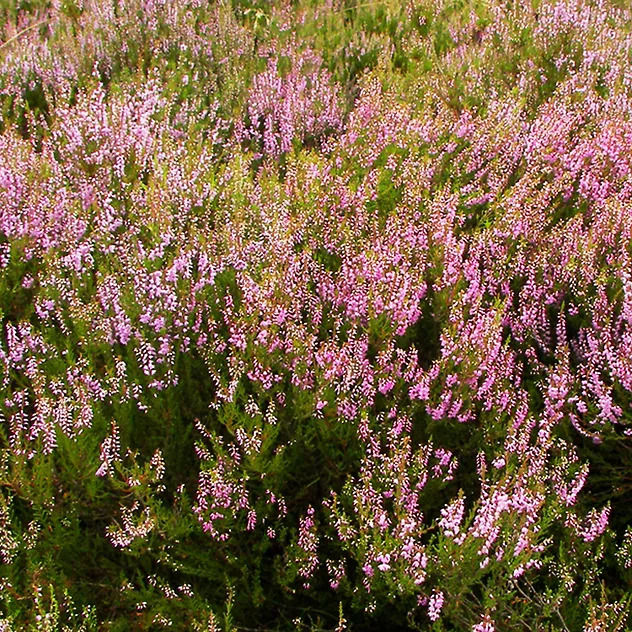 Heather Plant For Sale Online | The Tree Center