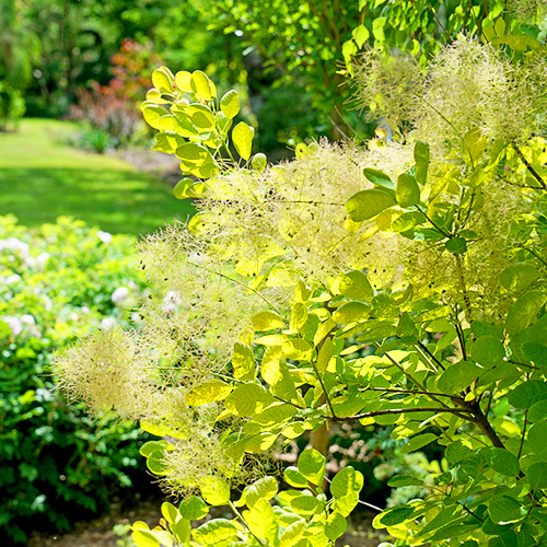 Winecraft Gold Smoke Bush For Sale Online | The Tree Center