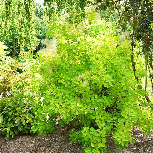 Winecraft Gold Smoke Bush For Sale Online | The Tree Center