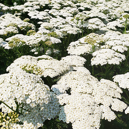 Diamond Firefly Achillea For Sale Online | The Tree Center