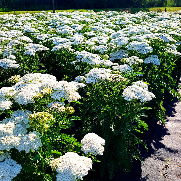 Diamond Firefly Achillea For Sale Online | The Tree Center
