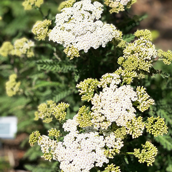 Diamond Firefly Achillea For Sale Online | The Tree Center
