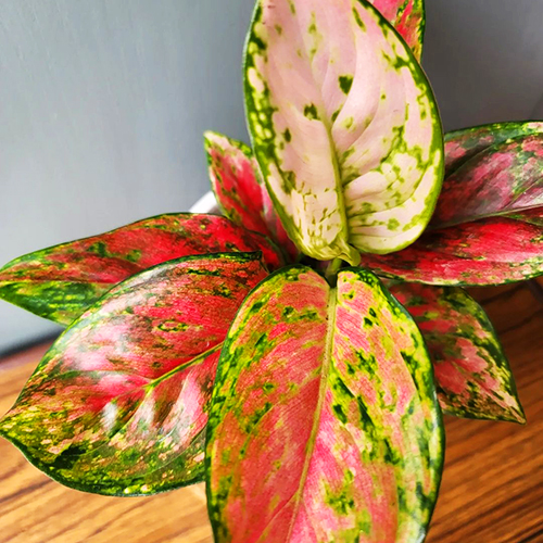 Aglaonema Red Wishes For Sale Online | The Tree Center