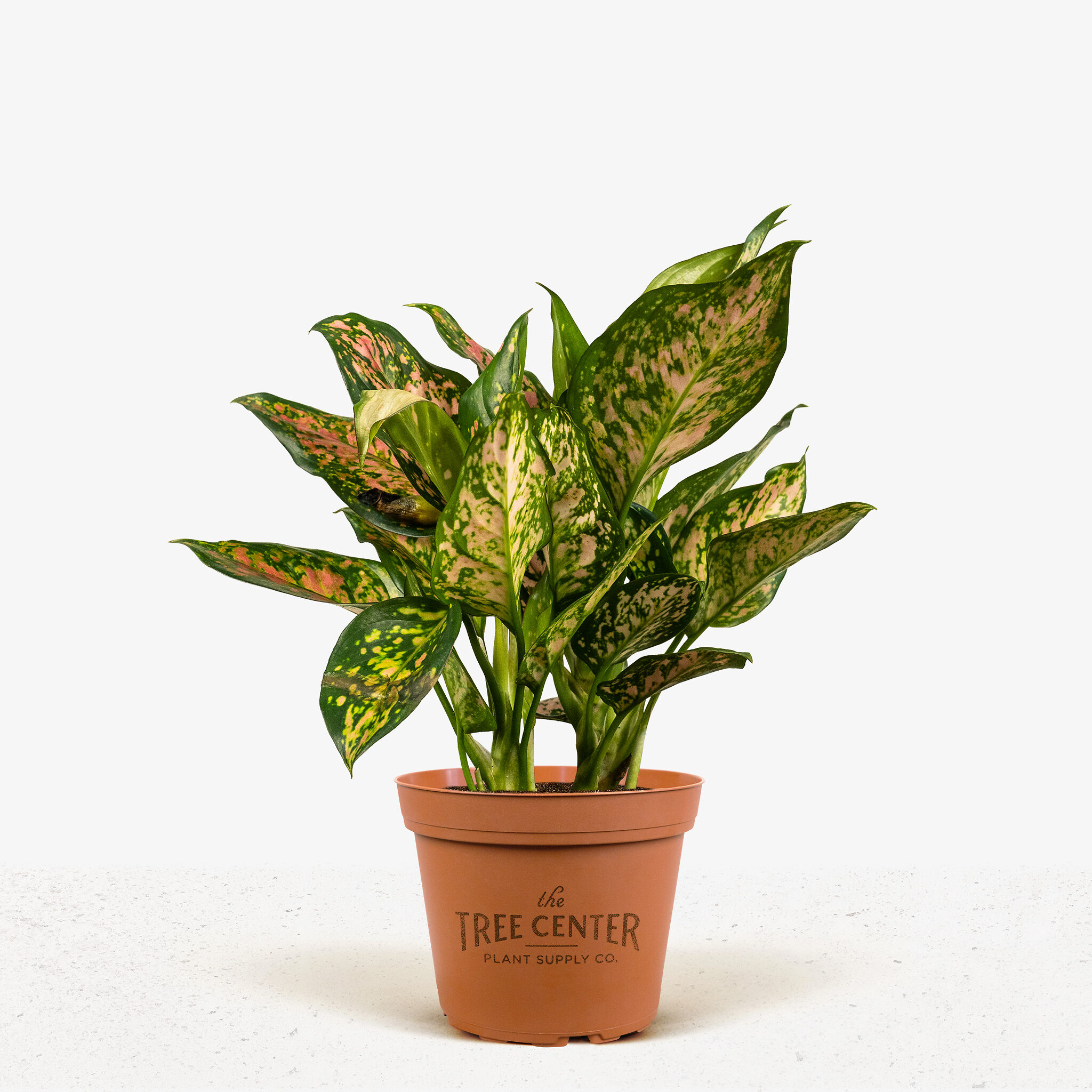 Aglaonema Red Wishes For Sale Online | The Tree Center