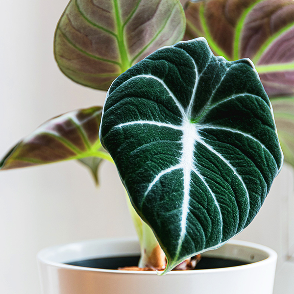 Alocasia Black Velvet For Sale Online | The Tree Center
