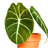 Alocasia Black Velvet For Sale Online | The Tree Center