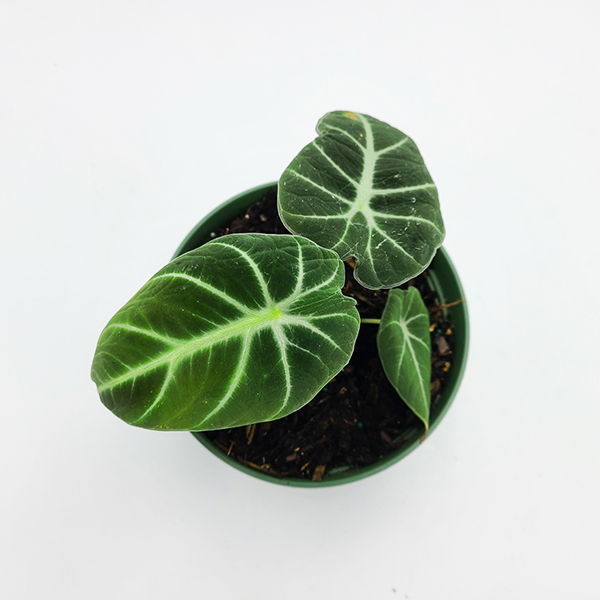 Alocasia Black Velvet For Sale Online | The Tree Center