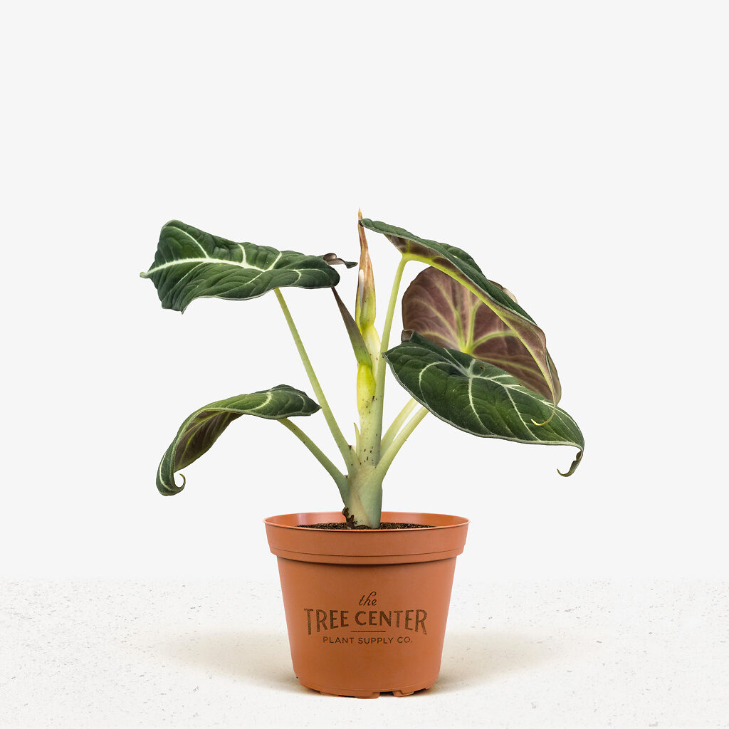 Alocasia Black Velvet For Sale Online | The Tree Center