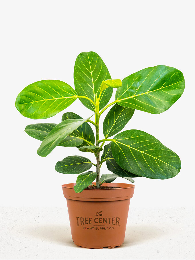 Braided Money Tree For Sale Online | The Tree Center