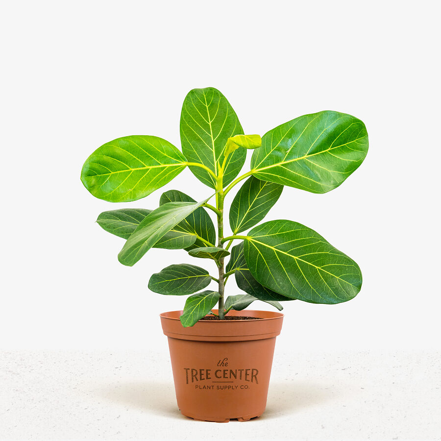 Aglaonema Red Wishes For Sale Online | The Tree Center