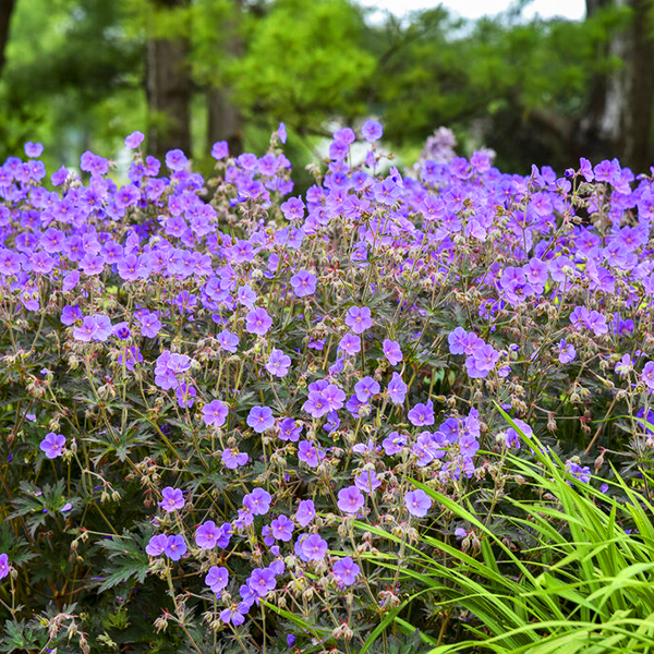 Boom Chocolatta Hardy Geranium For Sale Online | The Tree Center