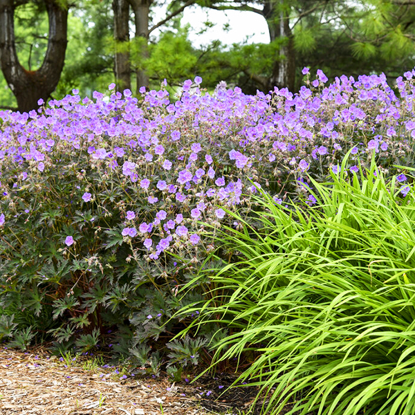 Boom Chocolatta Hardy Geranium For Sale Online | The Tree Center