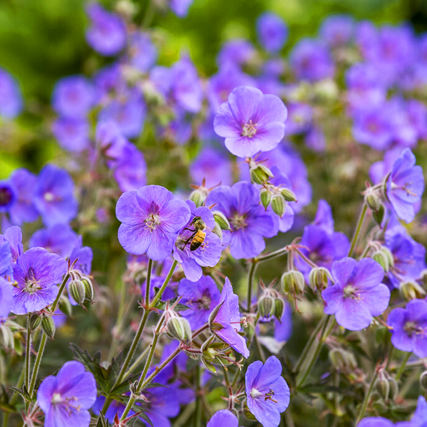 Boom Chocolatta Hardy Geranium For Sale Online | The Tree Center