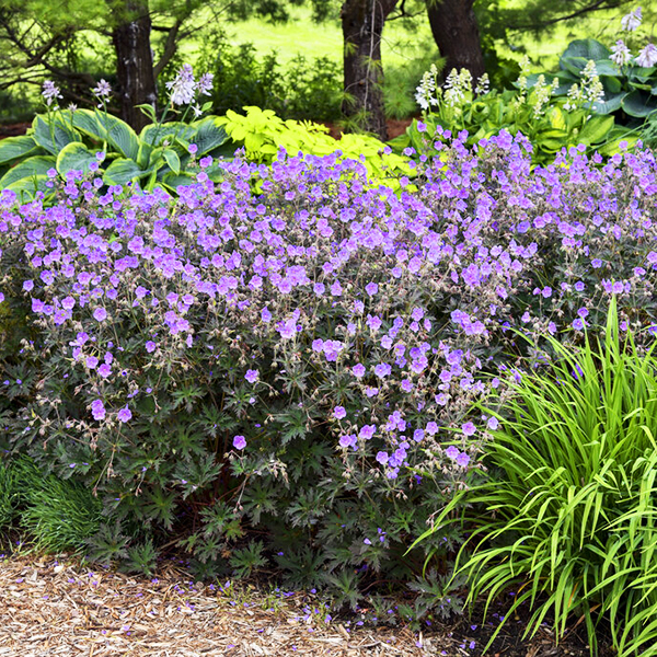 Boom Chocolatta Hardy Geranium For Sale Online | The Tree Center