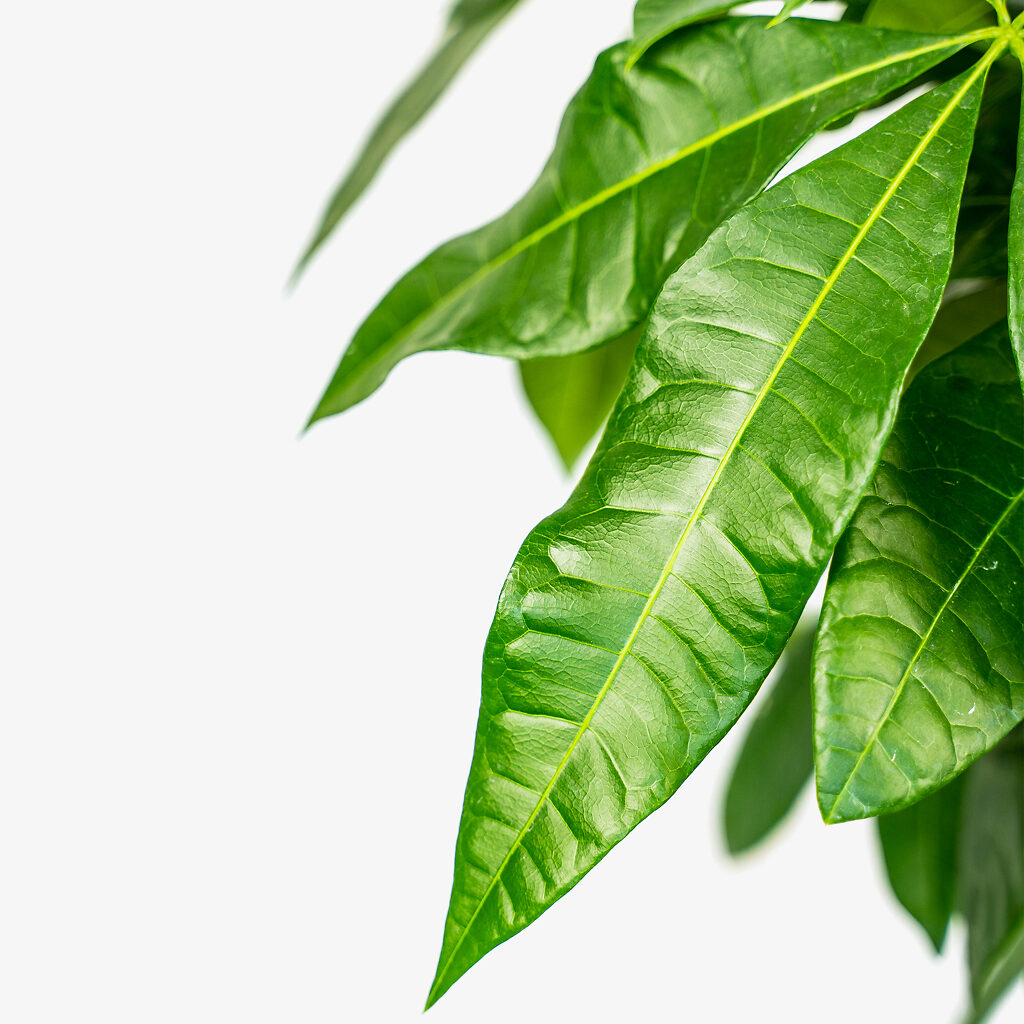 Braided Money Tree For Sale Online | The Tree Center