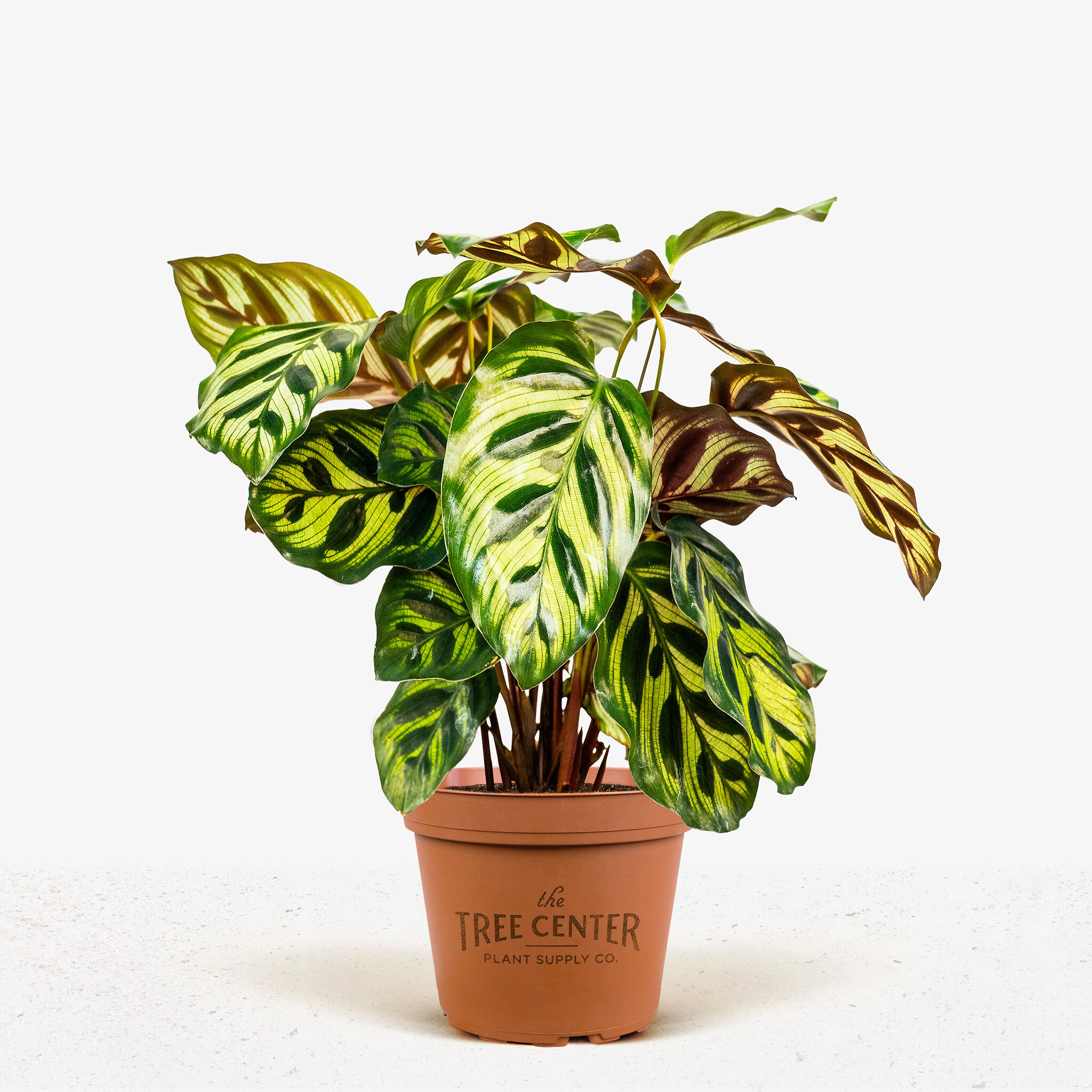Calathea Peacock For Sale Online | The Tree Center