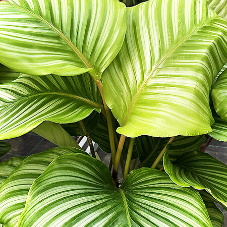 Calathea Prayer Plant For Sale Online | The Tree Center