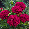 Fruit Punch® Cranberry Cocktail Dianthus For Sale Online | The Tree Center