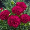 Fruit Punch® Cranberry Cocktail Dianthus For Sale Online | The Tree Center
