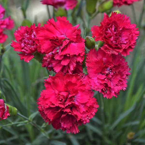 Fruit Punch® Cranberry Cocktail Dianthus For Sale Online | The Tree Center