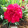 Fruit Punch® Cranberry Cocktail Dianthus For Sale Online | The Tree Center
