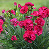 Fruit Punch® Cranberry Cocktail Dianthus For Sale Online | The Tree Center