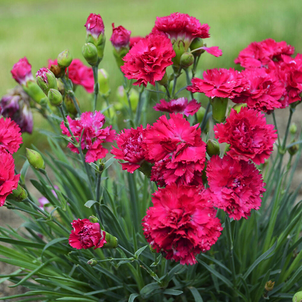 Fruit Punch® Cranberry Cocktail Dianthus For Sale Online | The Tree Center
