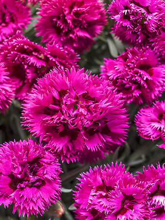 Dianthus – The Tree Center