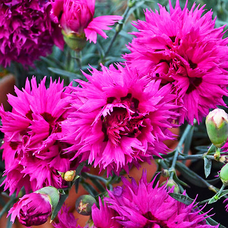 Fruit Punch® Spiked Punch Dianthus For Sale Online | The Tree Center