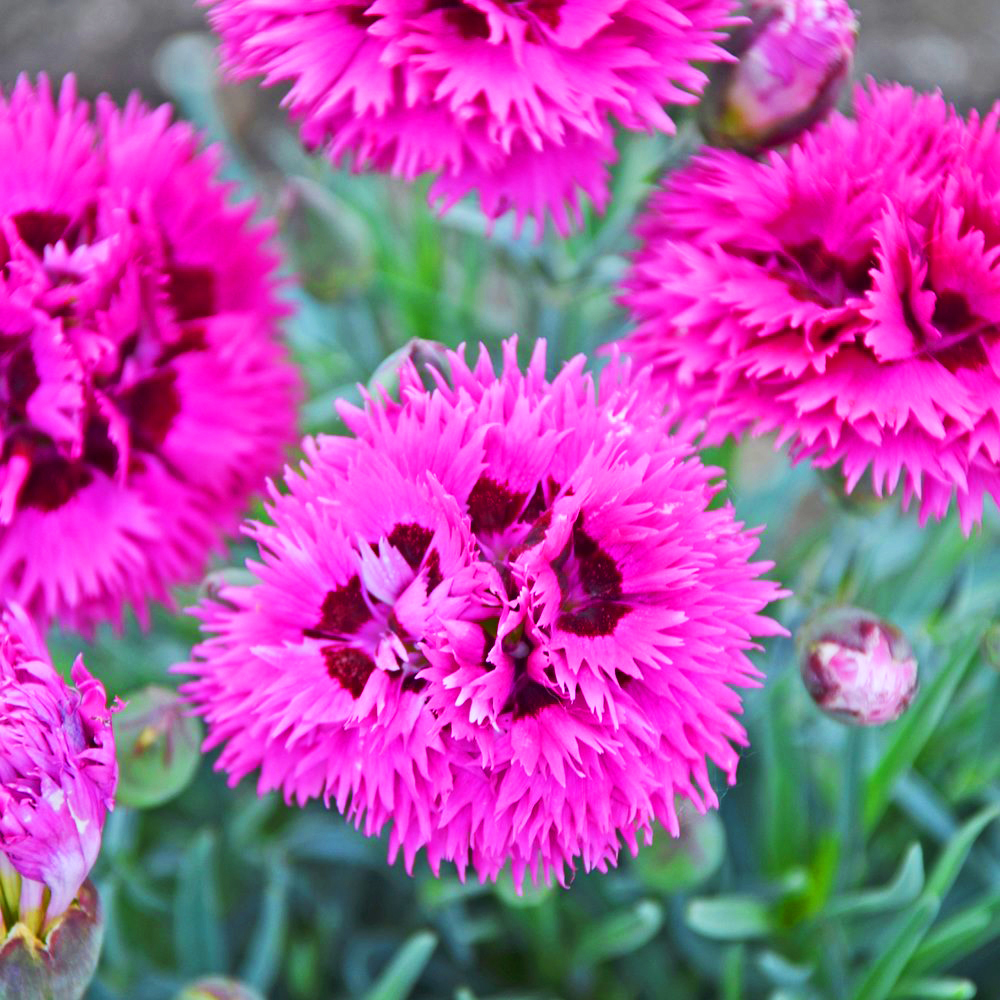 Fruit Punch® Spiked Punch Dianthus For Sale Online | The Tree Center