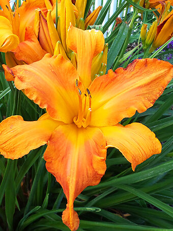 Daylily – The Tree Center