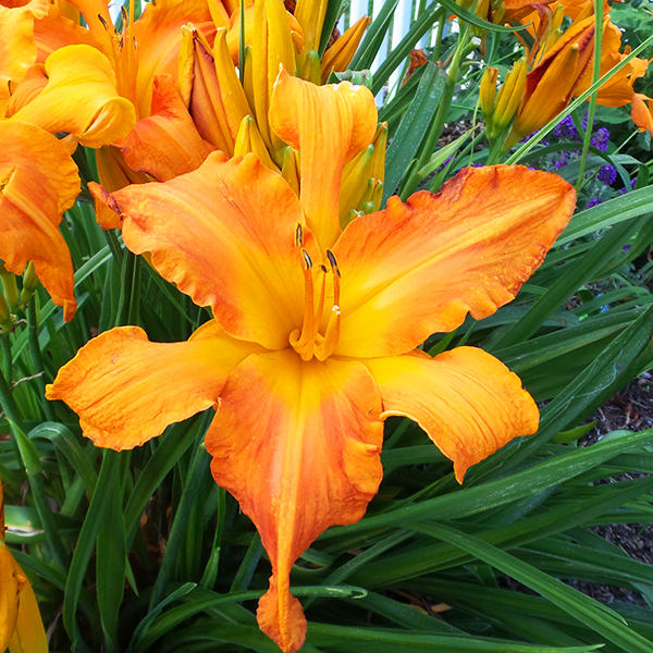 Rainbow Rhythm® Primal Scream Daylily For Sale Online | The Tree Center
