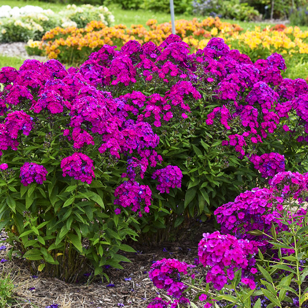 Luminary™ Ultraviolet Phlox For Sale Online | The Tree Center
