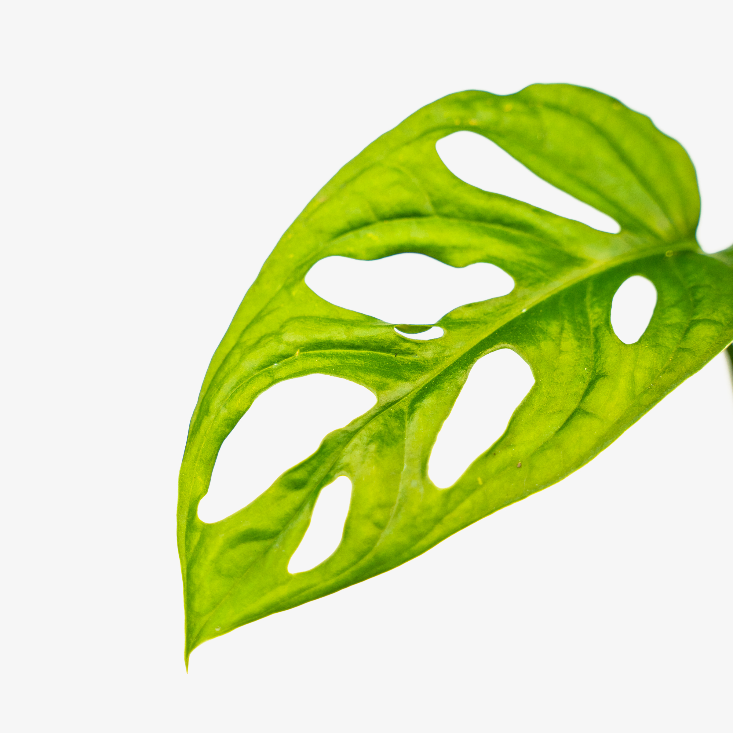 Monstera Swiss Cheese Plant For Sale Online | The Tree Center