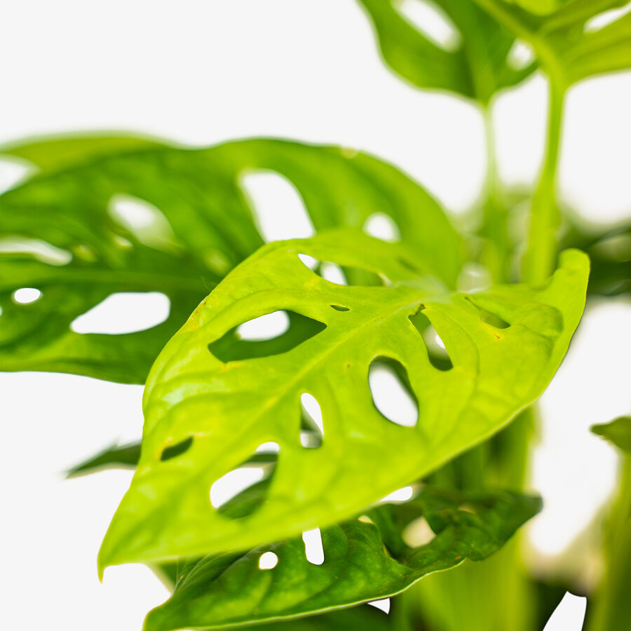 Monstera Swiss Cheese Plant For Sale Online | The Tree Center