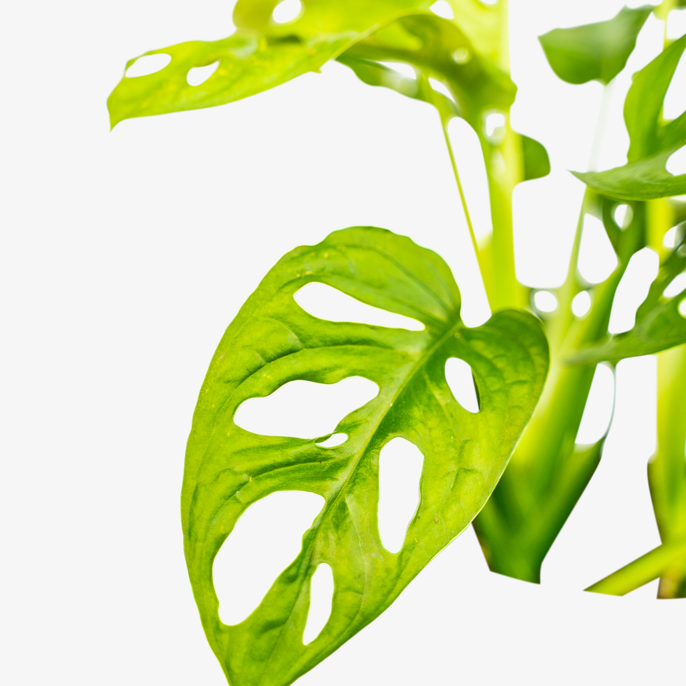 Monstera Swiss Cheese Plant For Sale Online | The Tree Center