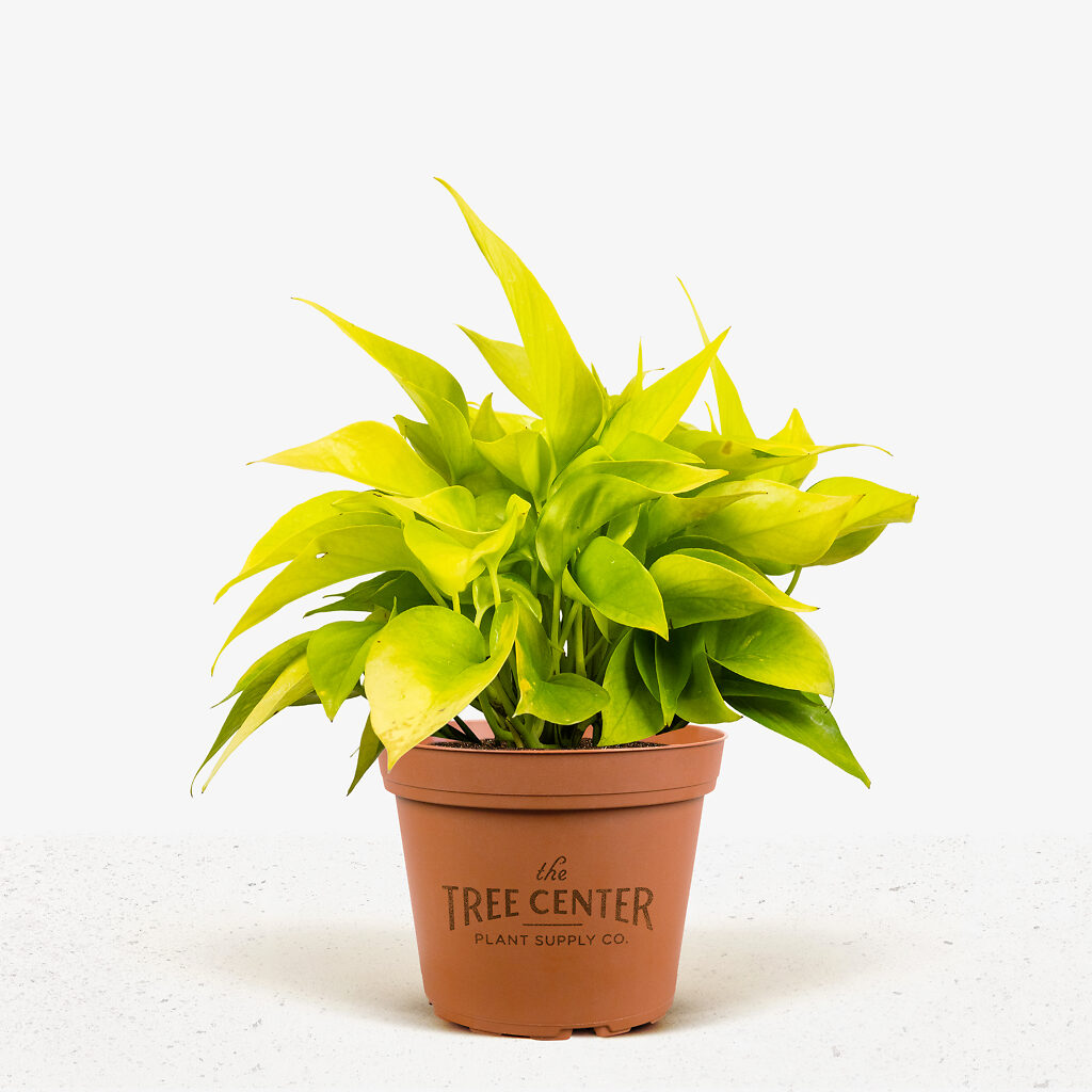 Neon Pothos For Sale Online | The Tree Center